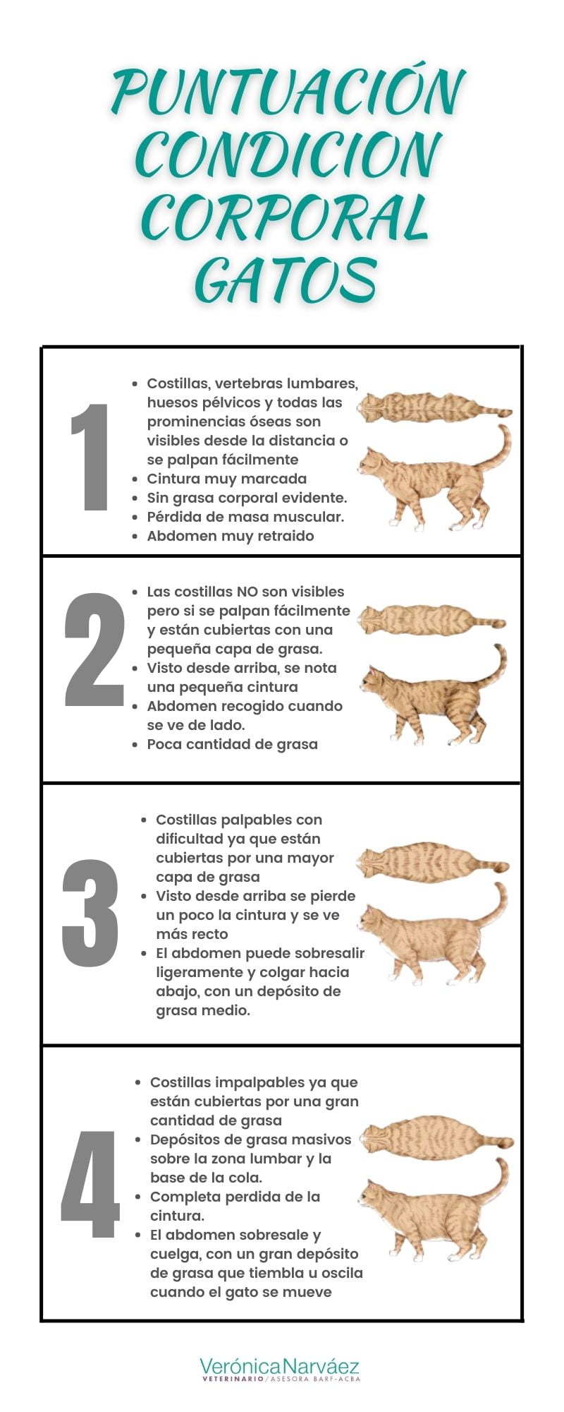 Condición Corporal Perros y Gatos - Verónica Narváez | Veterinaria